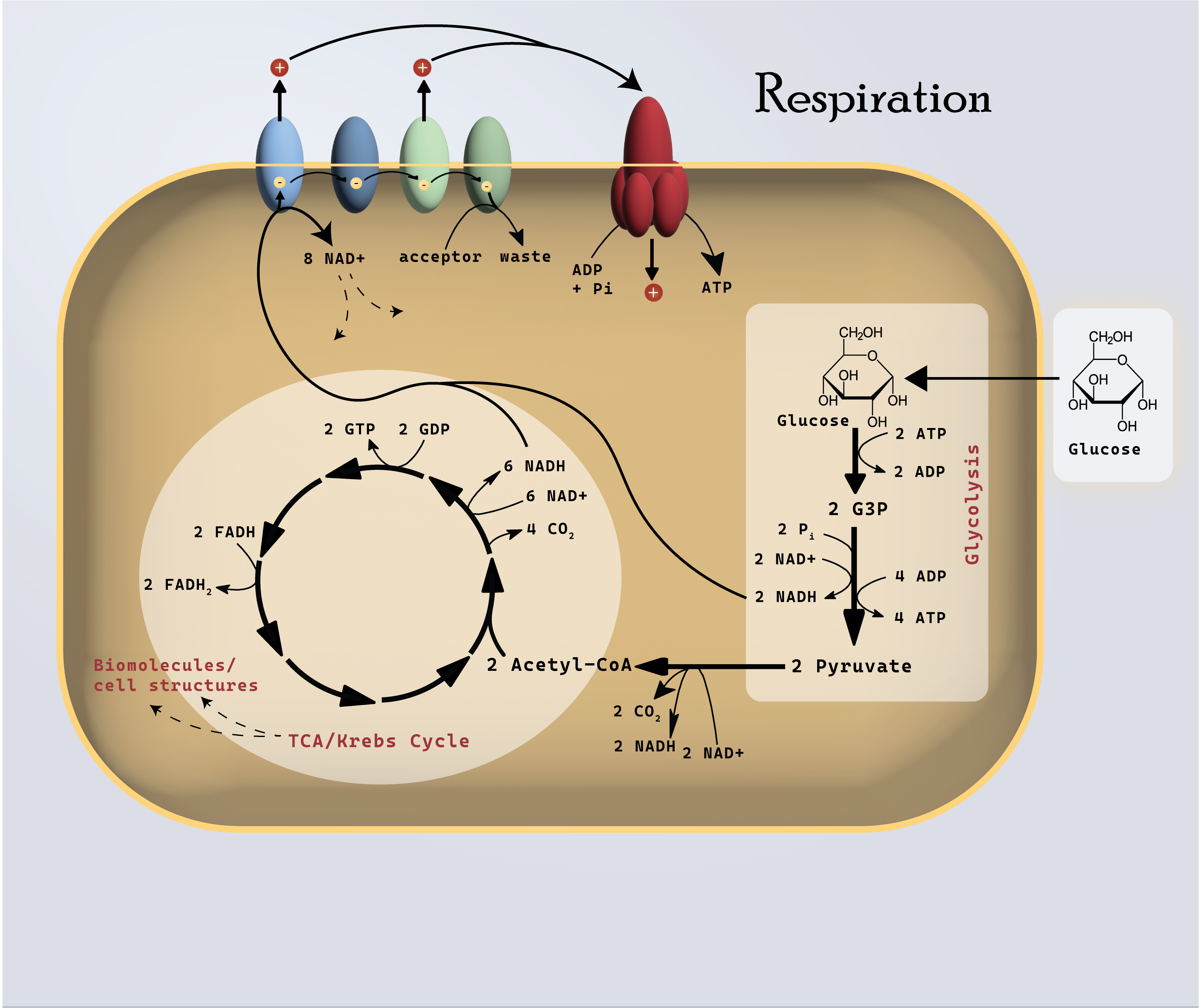 Electron Transport Chain Respiration